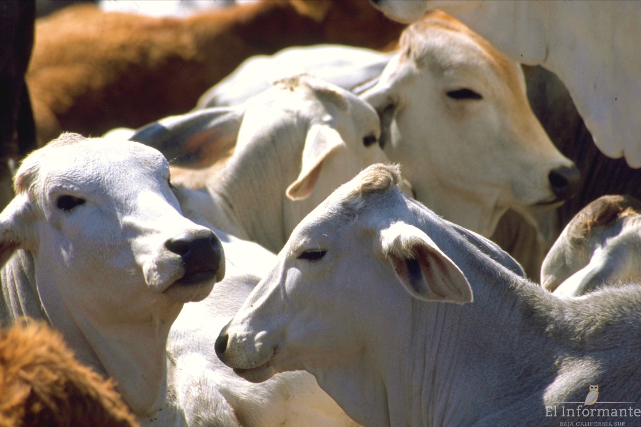 Ganadería y Vida Rural